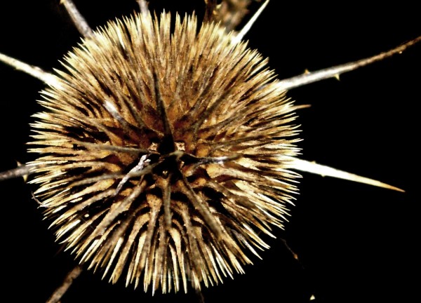 Spiny weed – anewscafe.com