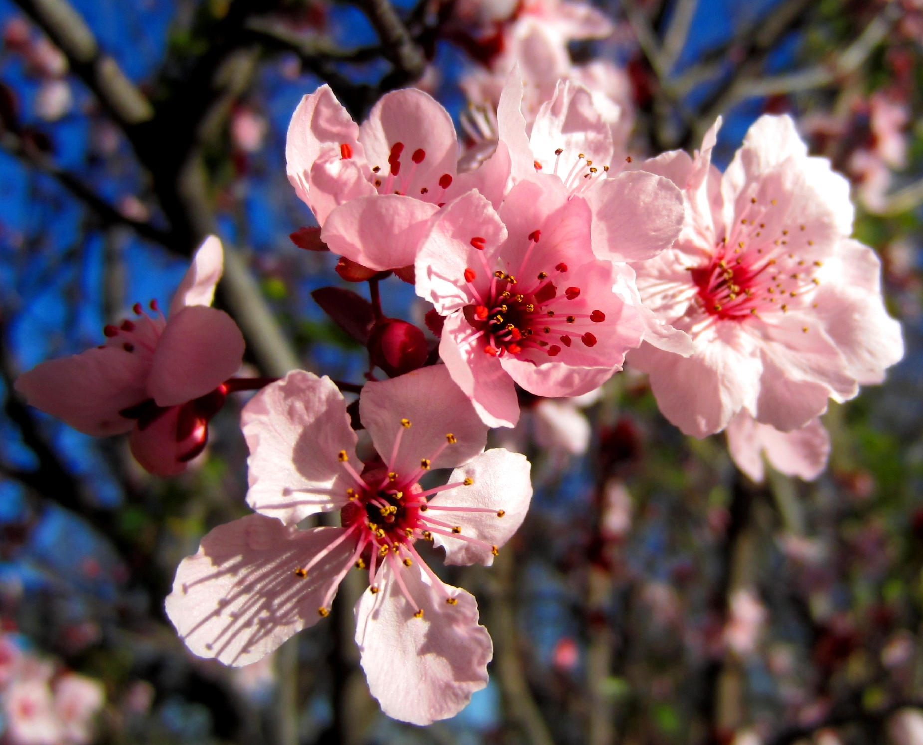 PinkF – anewscafe.com