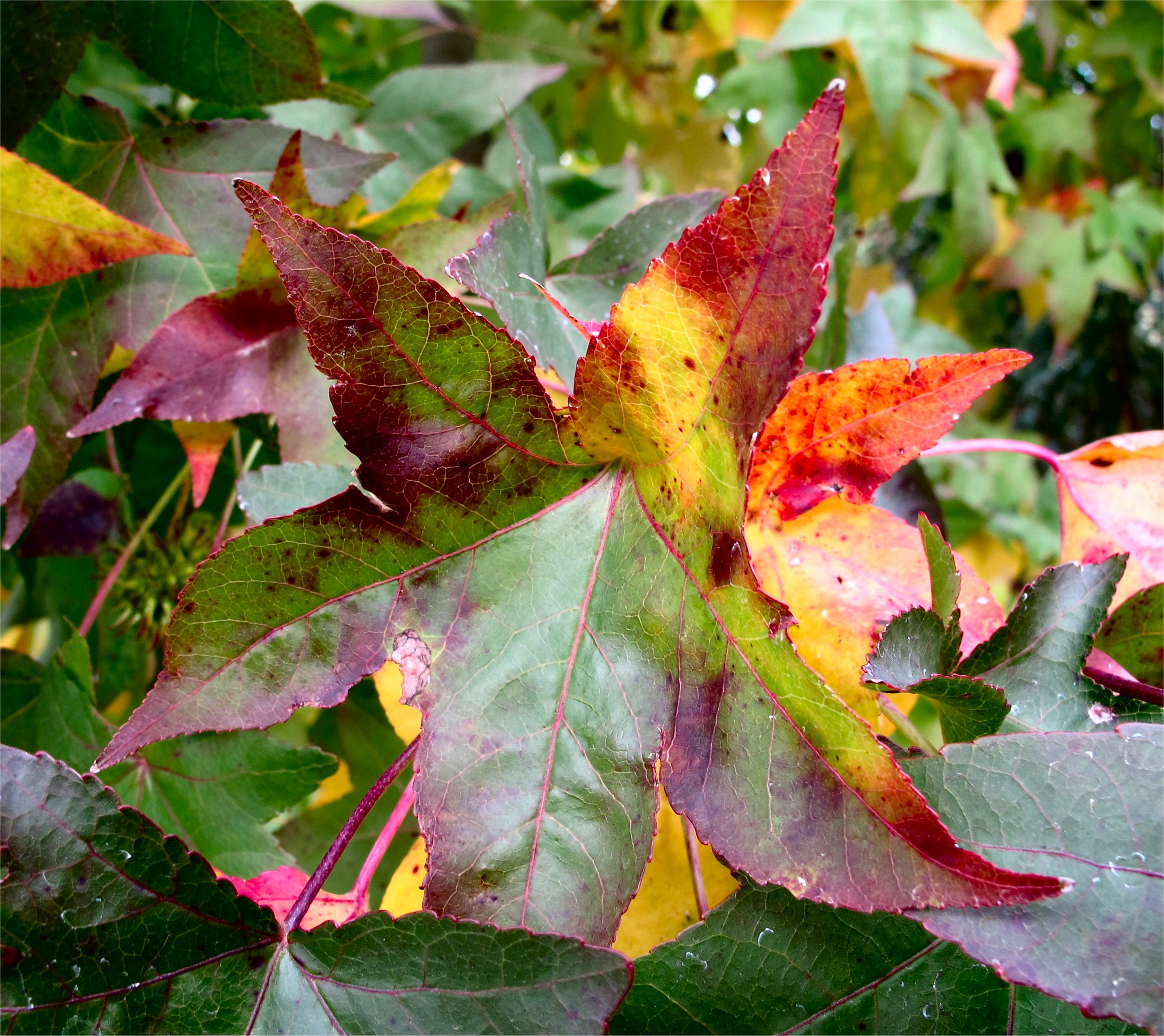 Turning Leaf – anewscafe.com