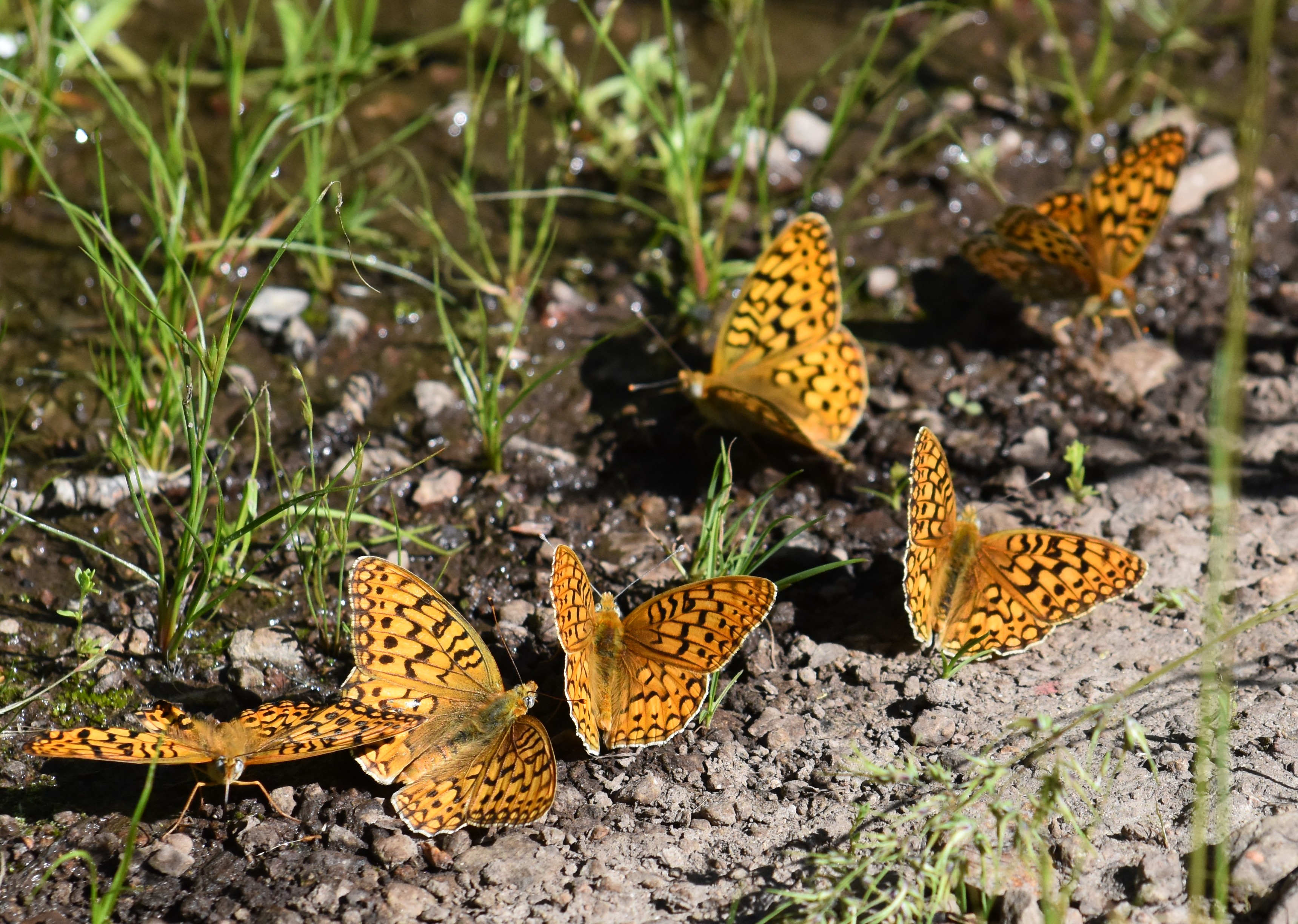 Fritillary butterflies – anewscafe.com