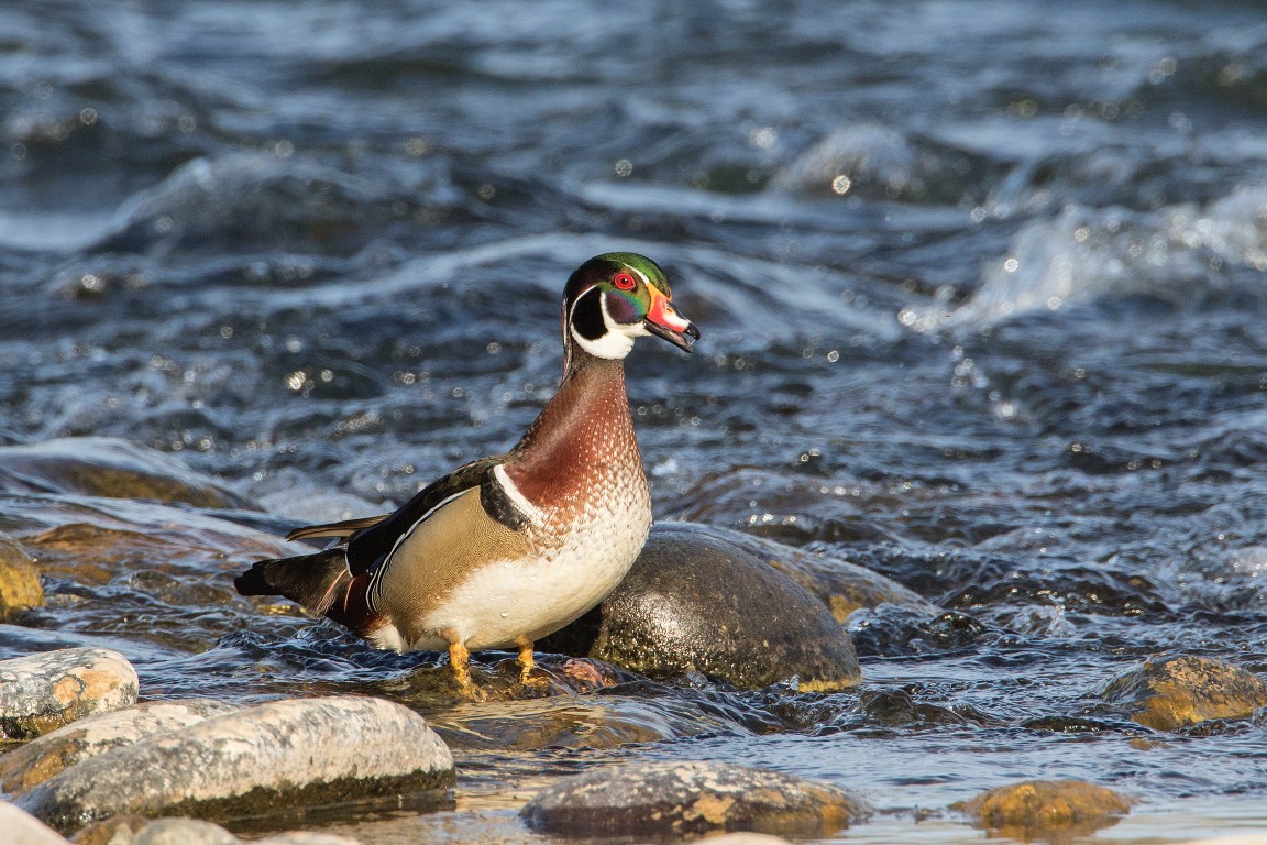 Wood Duck — Turtle Bay – anewscafe.com