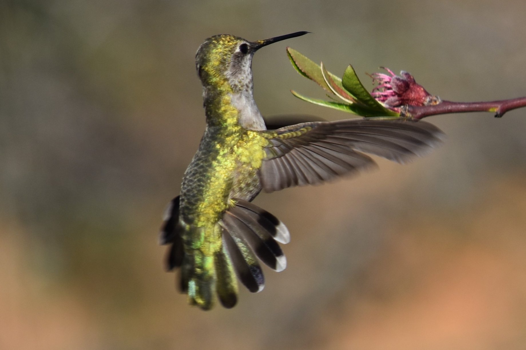 Anna’s Hummingbird – anewscafe.com