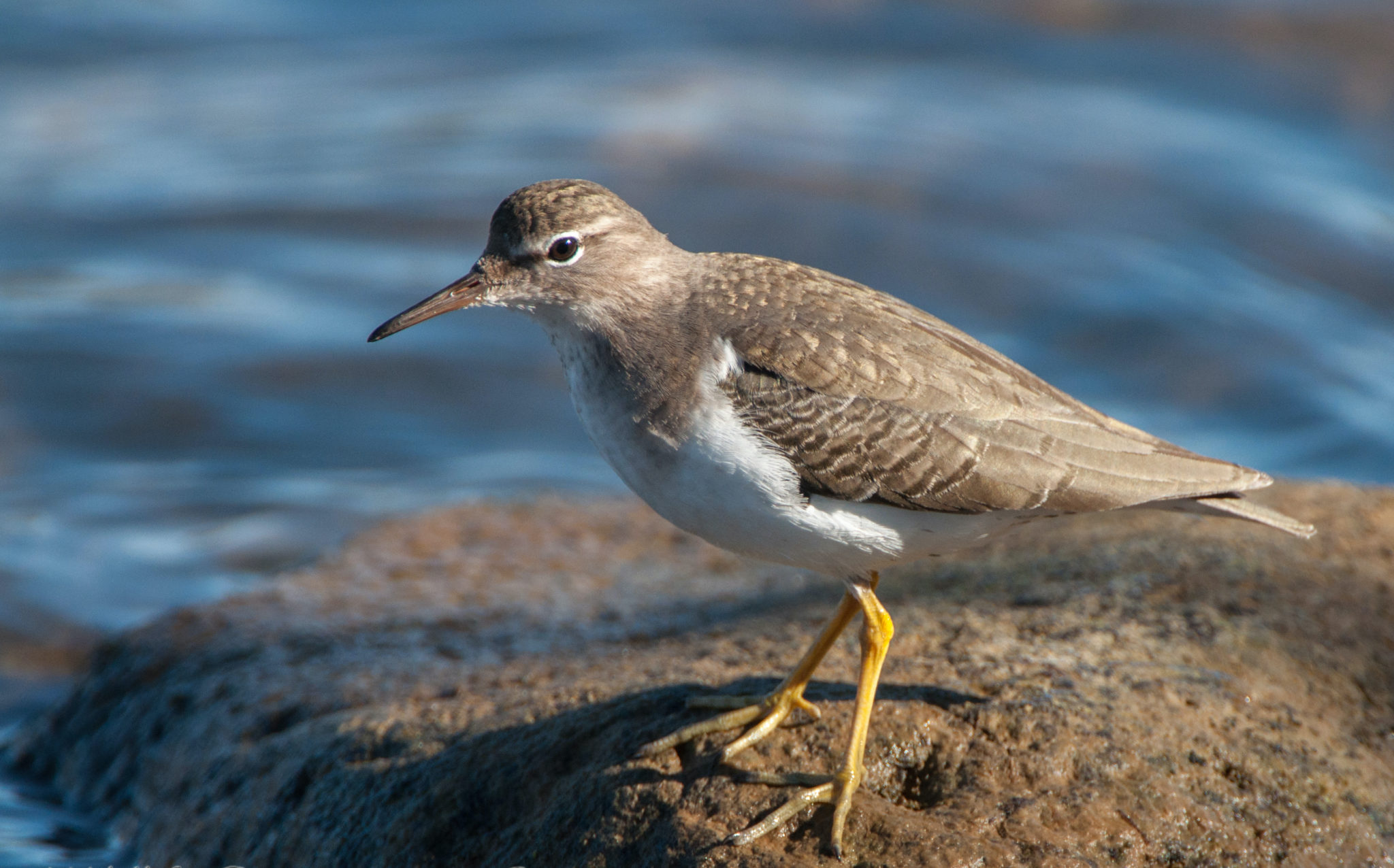 BirdWords: Spotted Sandpipers Dance to Their Own Tune – anewscafe.com