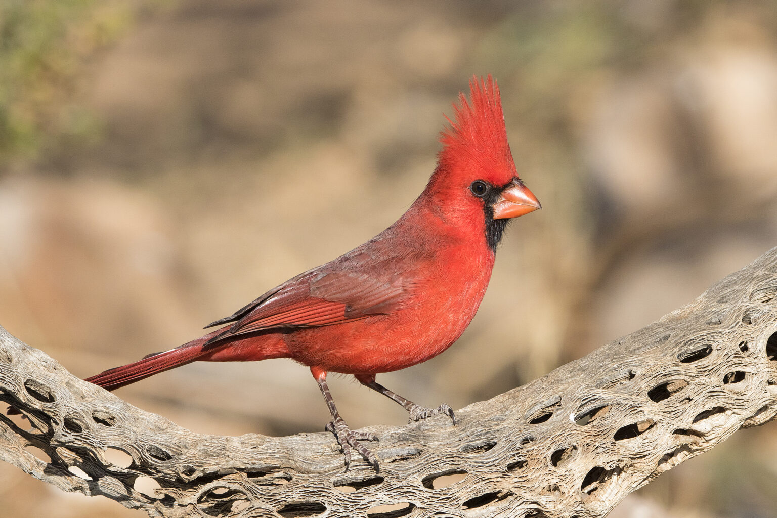 Northern Cardinal – Tucson Az – anewscafe.com