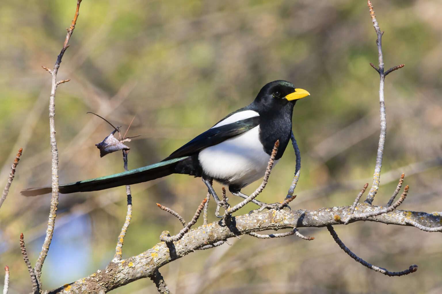 Yellow-Billed Magpie – anewscafe.com
