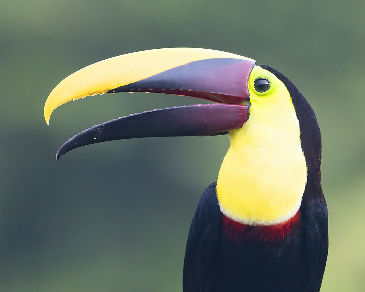Chestnut-mandibled toucan – anewscafe.com
