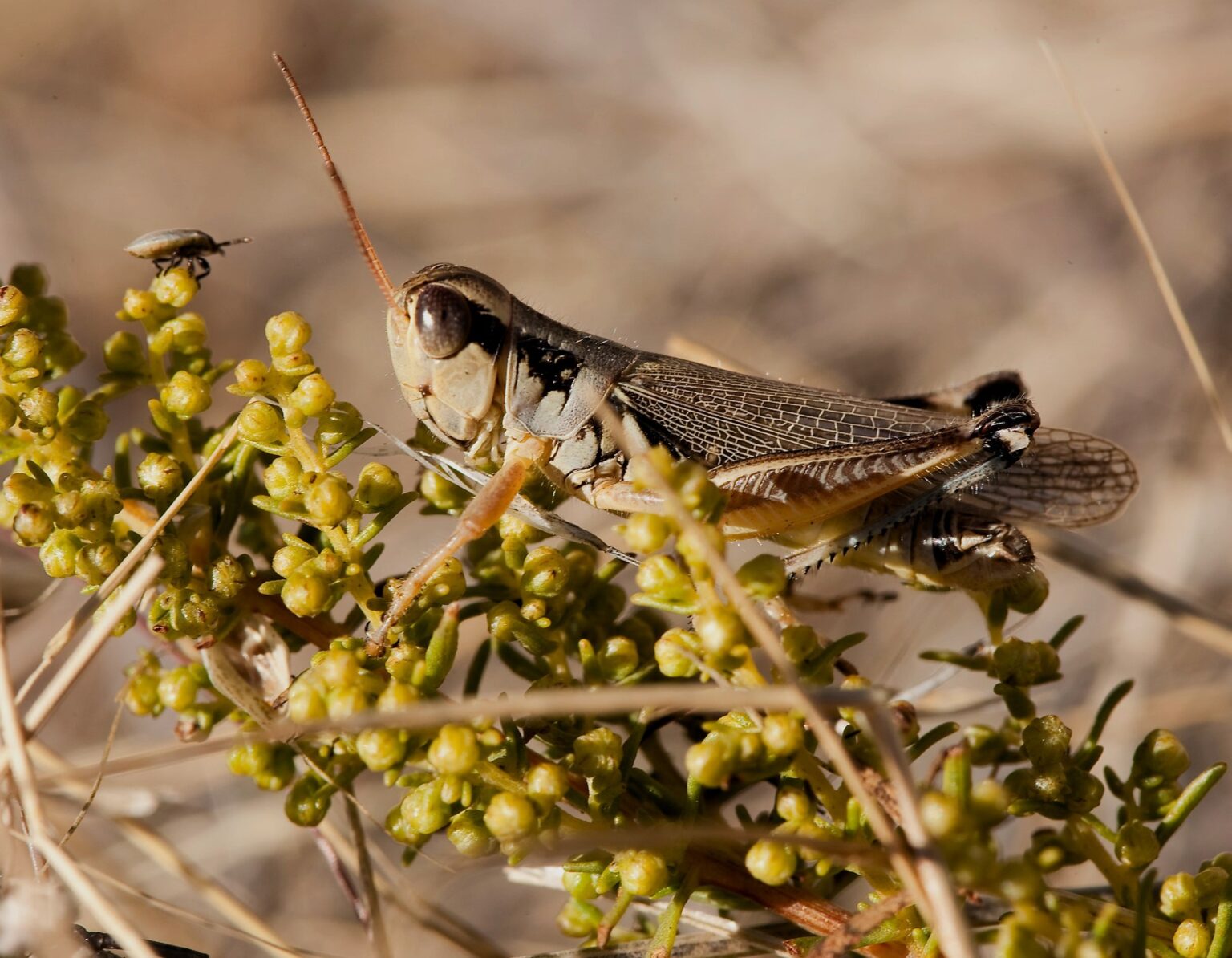 ‘It’s ugly’: Grasshoppers annihilate backyard gardens, ranchers ...