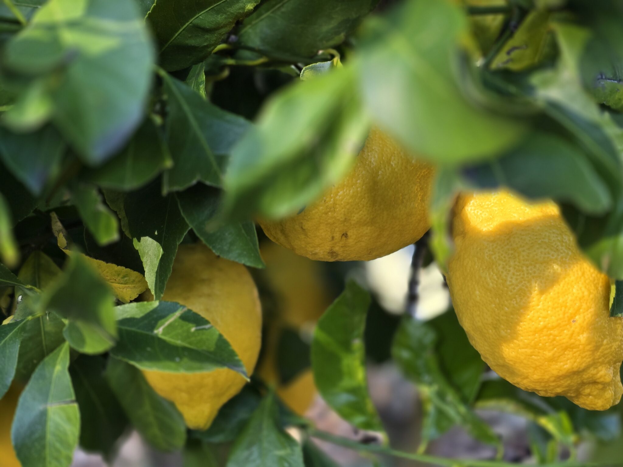 Got Lemons? Consider Limoncello, Lemon Curd, and Jan Gandy’s Scones ...