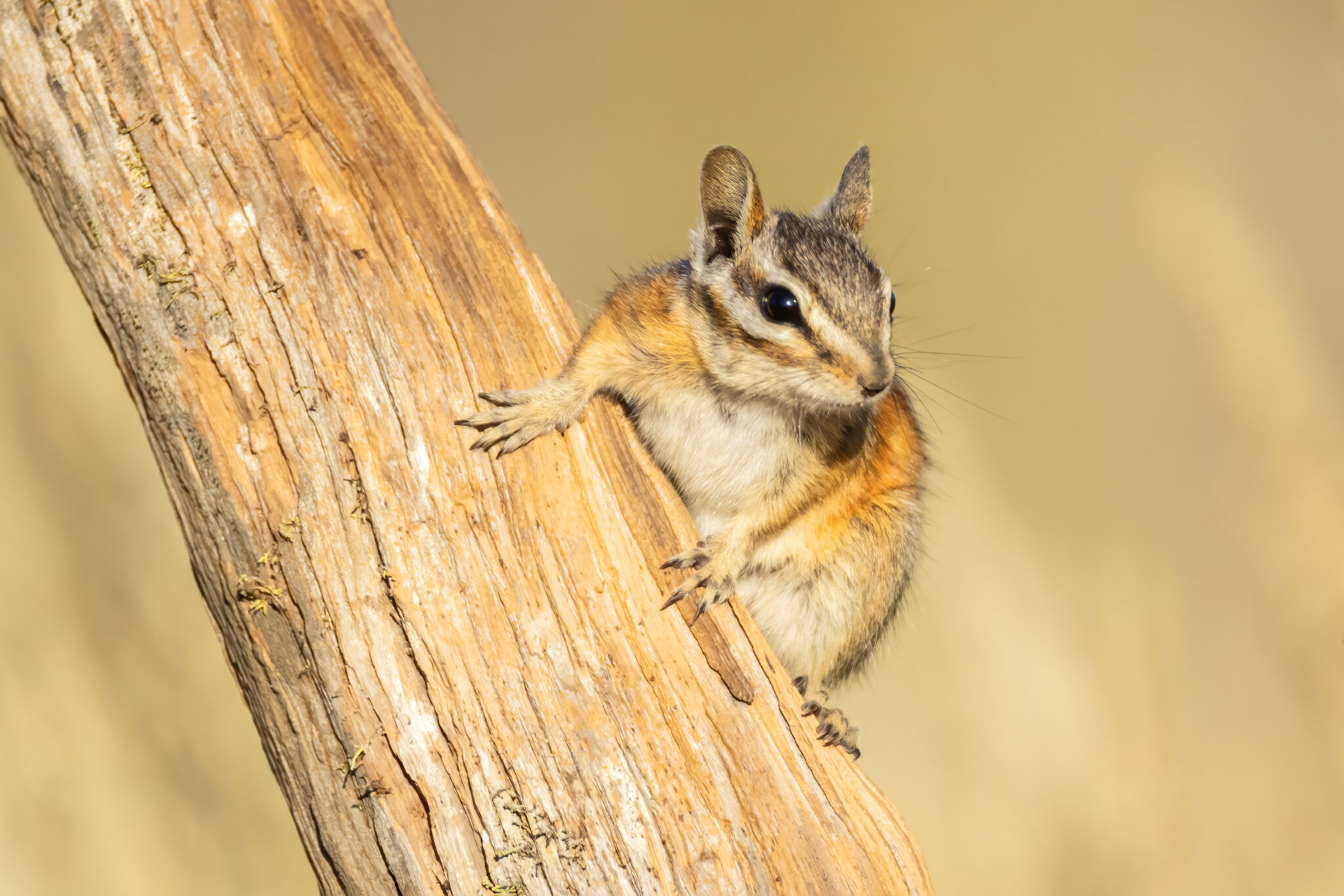 Least Chipmunk – anewscafe.com
