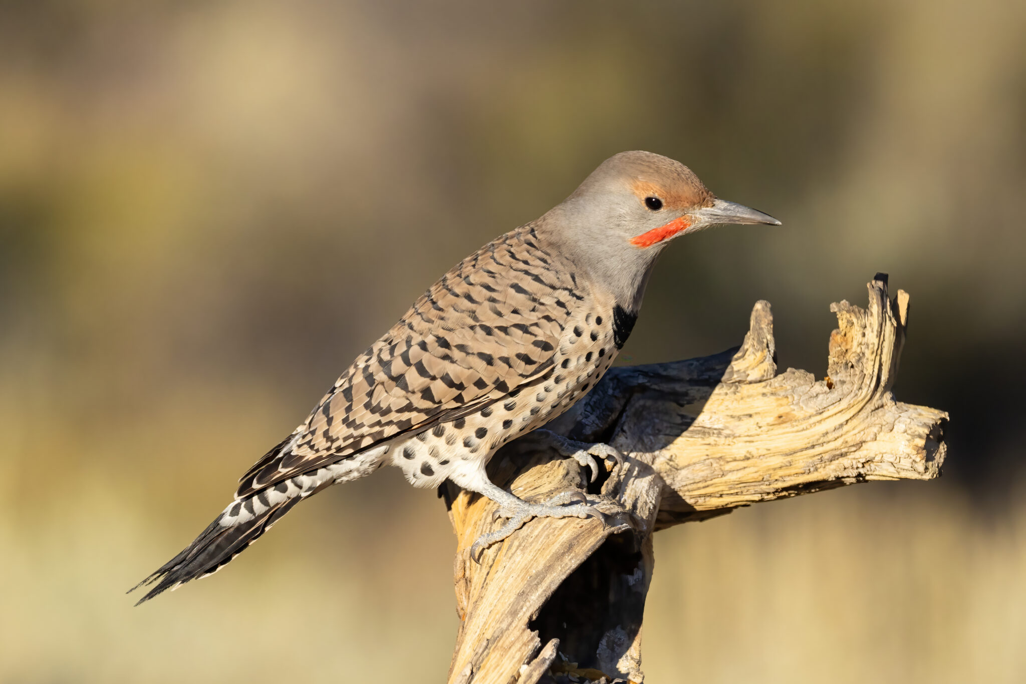 Northern Flicker – anewscafe.com