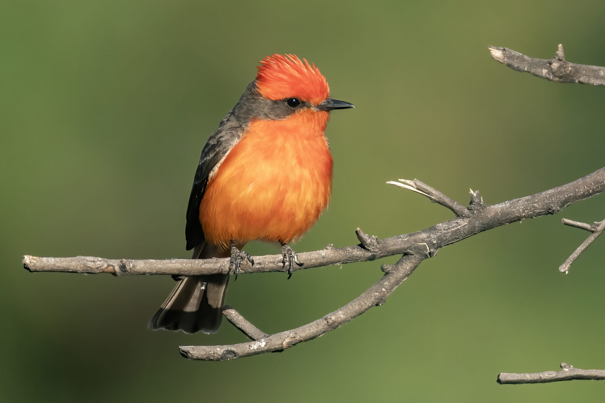 Vermillion Flycatcher – anewscafe.com