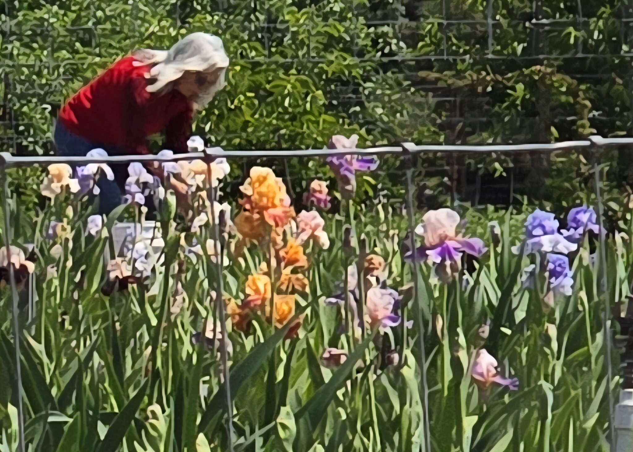 Anderson woman’s iris farm sells thousands of flowers of every ...