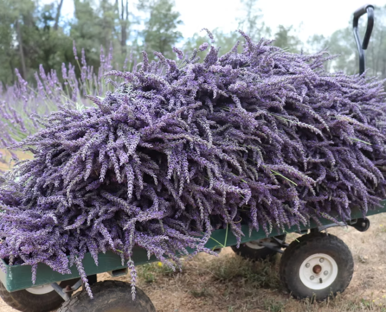 7th Annual Lavender Harvest: Giving back to the community, sharing a ...
