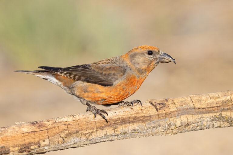 Red Crossbill – Eastern Oregon – anewscafe.com