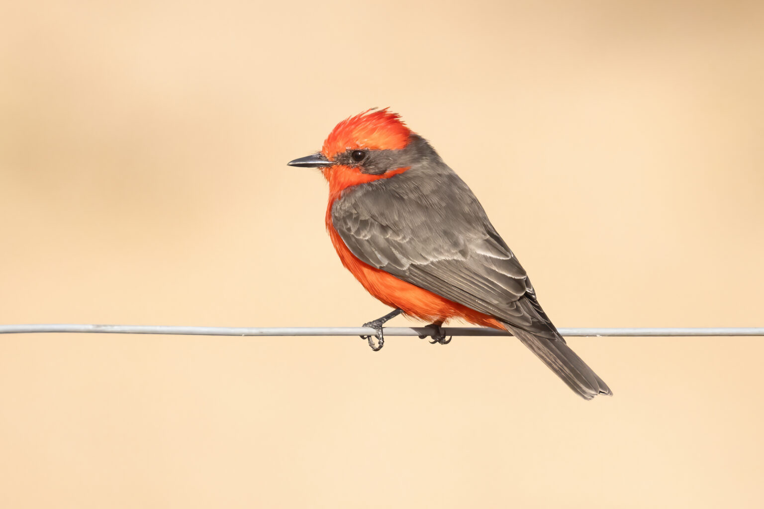 Vermillion Flycatcher – Brazil – anewscafe.com
