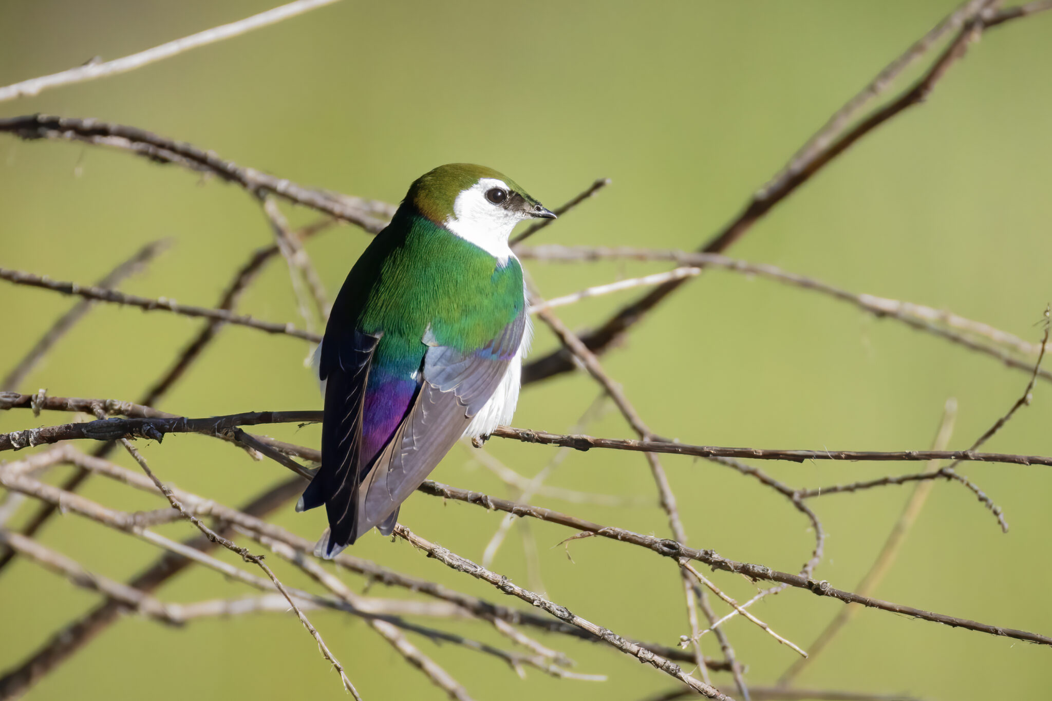 Violet Green Swallow – Eastern Oregon – anewscafe.com